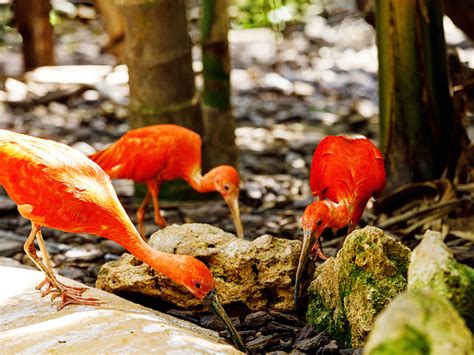 Ibis Escarlata En Selwo Aventura El Ave De Plumaje Rojo