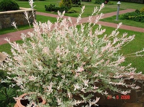 Кустарник Ива Хакуро нишики (55 фото)
