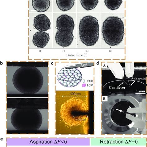 Spheroid Cell Invasion A Architecture Of Heterogeneous Spheroids