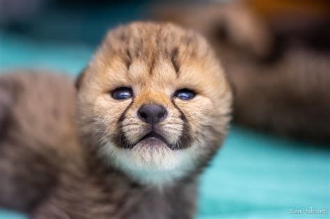 Cheetah Cubs For Sale