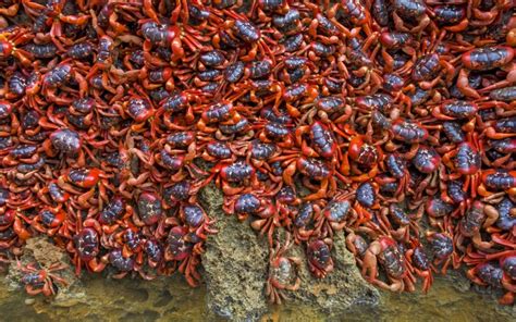 A Photographers Guide To Visiting Christmas Island