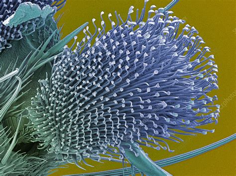 Pulvilli On A Flys Foot Sem Stock Image Z340 0670 Science Photo