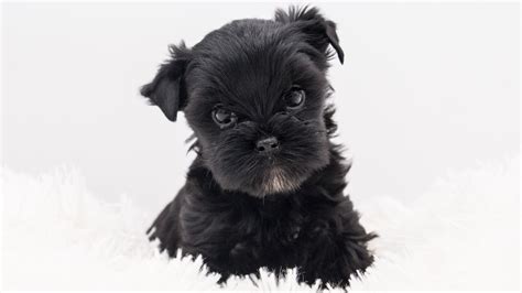 Black Yorkshire Terrier