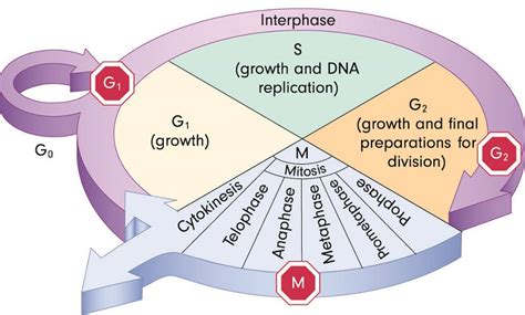 Types Of Mutation Cell Cycle At Wendy Ferguson Blog