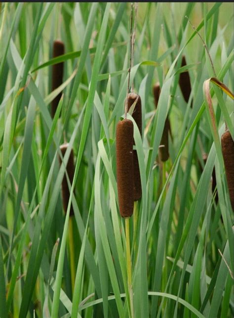 250 Native Cattail Seeds Typha Latifolia Water Plant Edible