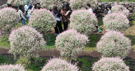 삼색 버드나무와 추억 한 컷