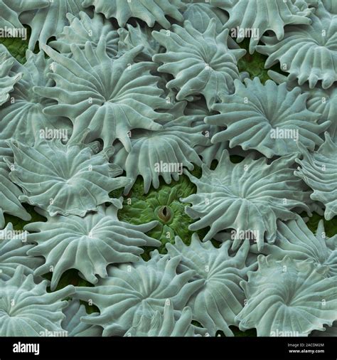 Leaf Hairs Coloured Scanning Electron Micrograph Sem Of The Scale Like Leaf Hairs Trichomes