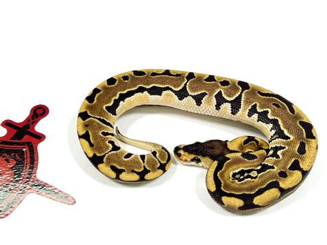 Puzzle Ball Python By Ectothermic Dungeon Morphmarket