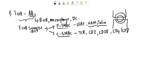 Solved In T Cell And Apc Interaction A Which Molecules On T Cells Are Involved In This