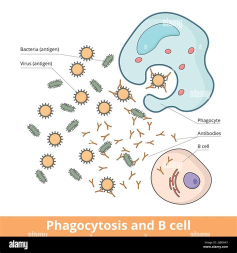 Phagocyte Structure
