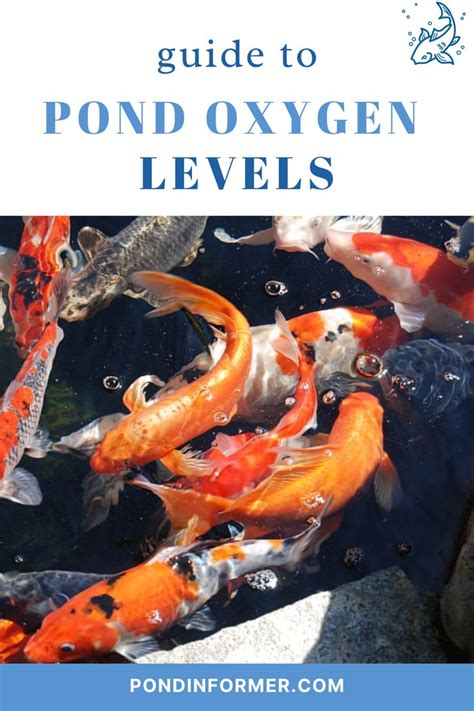 Guide To Pond Oxygen Levels