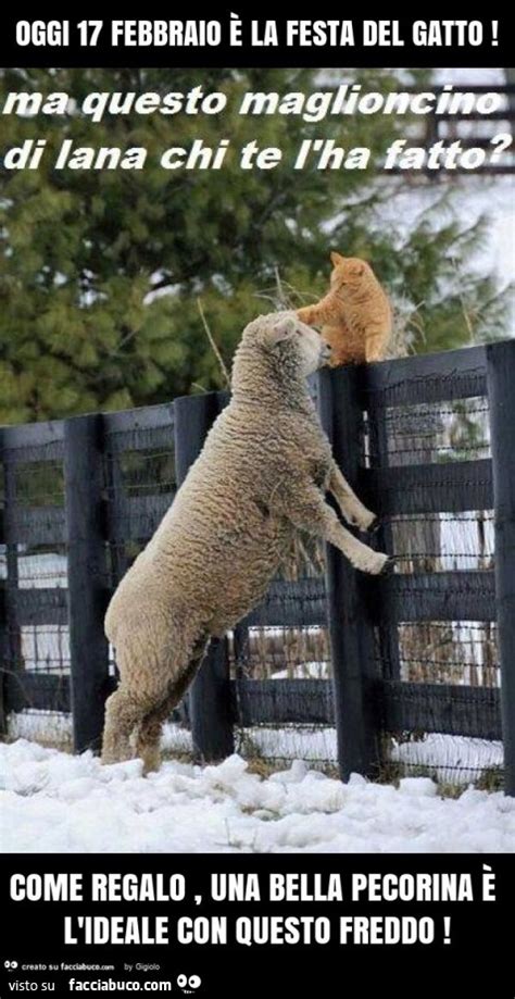 Oggi 17 Febbraio è La Festa Del Gatto Come Regalo Una Bella Pecorina