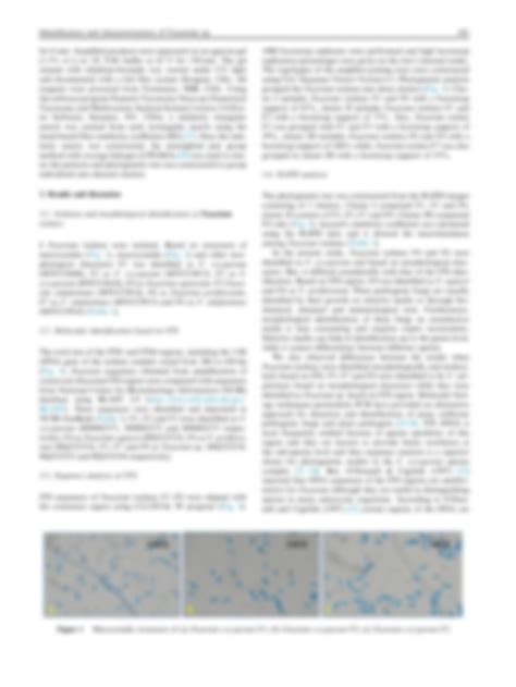 Solution Identification And Characterization Of Fusarium Sp Using Its And Rapd Causing Fusarium
