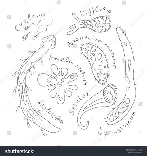 Difflugia Over 4 Royalty Free Licensable Stock Vectors And Vector Art Shutterstock