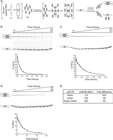 Non Specific Dna Binding Extends The Lifetime Of Tnp A A Schematic Download Scientific