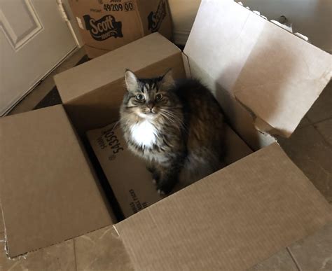 Doesnt Get Much Better Than A Box Inside A Box Rthecattrapisworking