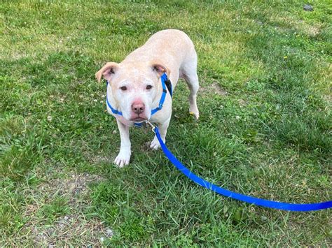 Free Dog Adoption Massachusetts 9 Shelters Waiving Fees Dogs Over 1