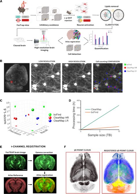Brain Wide Neuron Quantification Toolkit Reveals Strong Sexual Dimorphism In The Evolution Of