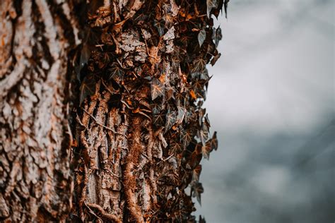 Uncover Common Types Of Winter Tree Pests Essential Insights