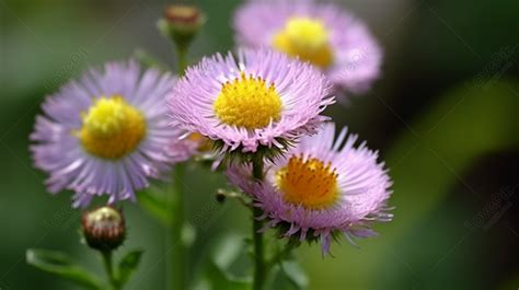 Yellow Aster Images Hd Pictures For Free Vectors Download