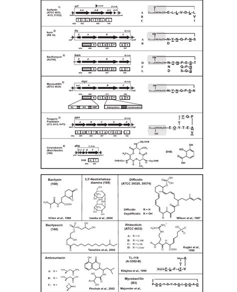 Bacillus Subtilis Produz Antibióticos Biologia