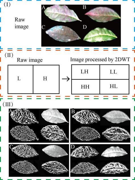 I Original Image Ii Schematic Diagram Of Wavelet Transform Iii