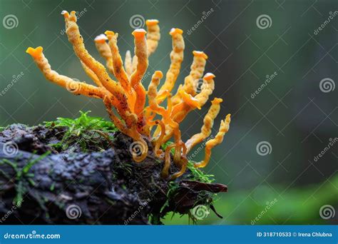 Cordyceps Or Ophiocordyceps Sinensis Mushroom Herb Is Fungus For Used