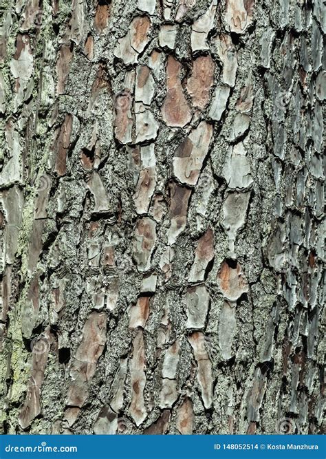 Tree Bark Background Or Texture Pattern Abstract Background And Texture For Design Stock Photo