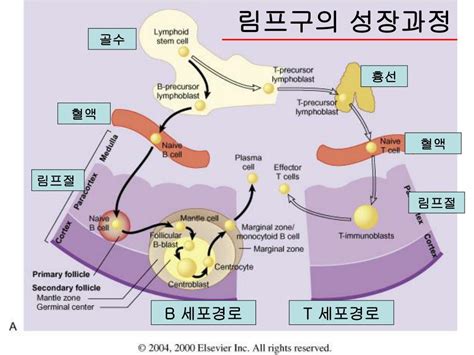 Ppt 림프종이란 무엇인가 Powerpoint Presentation Free Download Id6446993