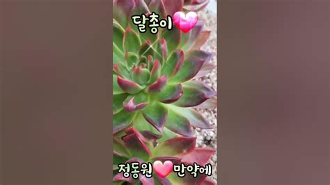 달콤한총각 달총이 정동원 만약에 여주댁다육정원 창다육 Shorts Youtube