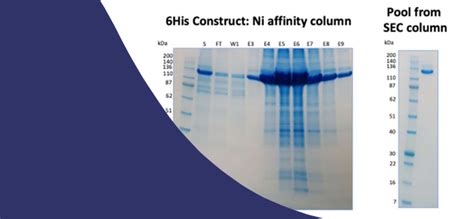 The Importance Of Protein Construct Design Peak Proteins