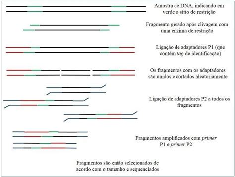 6 Esquema Mostrando As Principais Etapas Da Técnica De Rad Seq