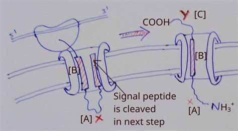 [solved] An Er Signal Sequence Found At The N Terminus Of A Protein A Course Hero