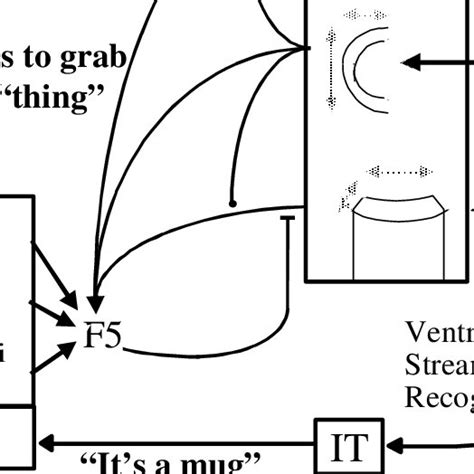 The Role Of It Inferotemporal Cortex And Pfc Prefrontal Cortex In