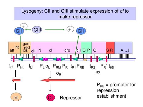 Ppt Bacteriophage Lambda L Powerpoint Presentation Free Download Id 3211364