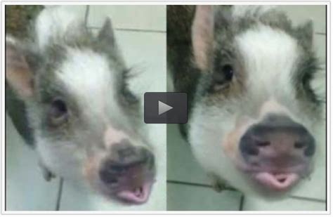 გოჭი კანფეტს ისე წუწნის ინტერნეტვარსკვლავი გახდა