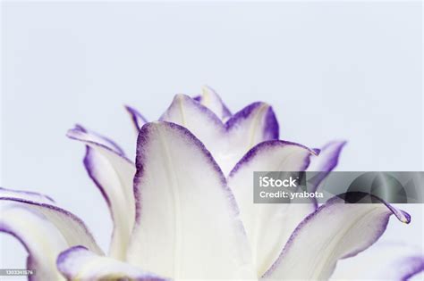 보라색 테두리와 흰색 백합 꽃 파란색에 모란 백합의 꽃잎을 닫습니다 복사 공간이있는 자연스러운 꽃 배경 개화기에 대한 스톡 사진