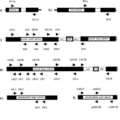 Noncoding And Coding Dna Regions We Sequenced To Detect Inter And Download High Quality