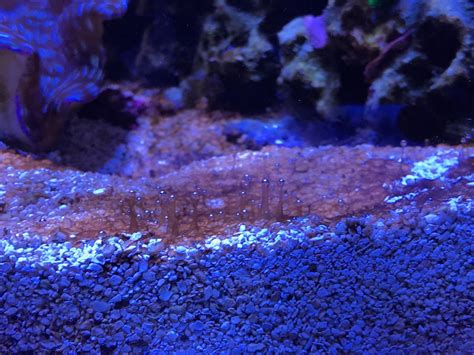 Dinoflagellates Reef Tank