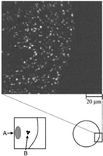 Nonlinear Photocurrent Response In Region B At ␭ ϭ 800 Nm Squares Download Scientific Diagram