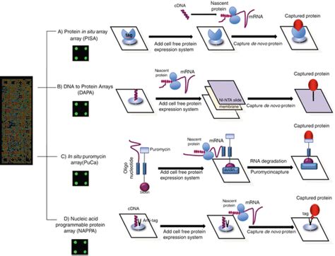 Protein Microarrays Overview Applications And Challenges Springerlink