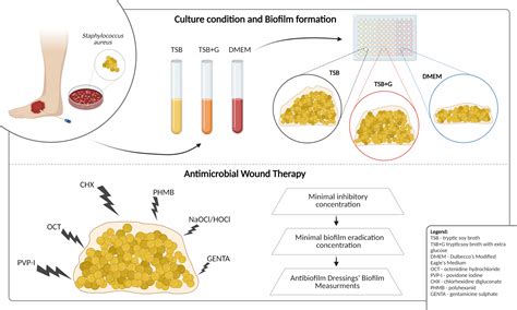 Can The Biofilm Produced By Staphylococcus Aureus On 57 Off