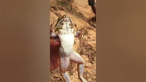 កង្កែប Youtube