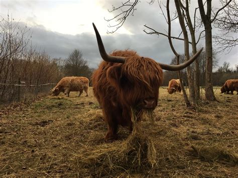 CATTLE Naked Scientists