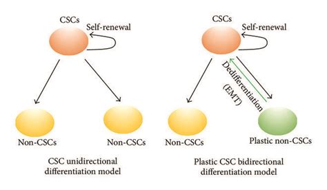 A Schematic Outlining The Classical CSC Unidirectional Differentiation Download Scientific