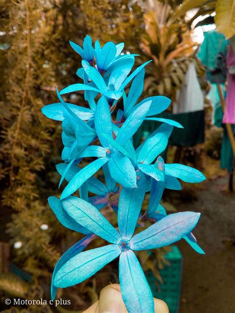 的 花 Pixabay上的免费照片 Pixabay