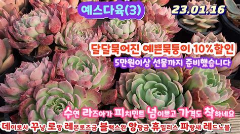 예스다육3잘묵어진 이쁜아가들 가격까지착해요수연라즈아가군생블랙스완앙팡금데이로사꾸냥로망레몬로즈금블랙퀸군생피치민트루비틴트휴밀리스파랑새레드노블