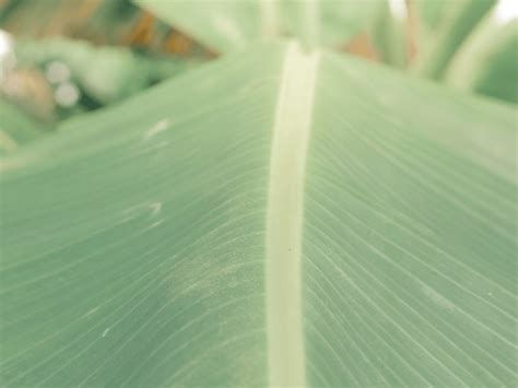 Banana Leaves Tecture ภาพ ภาพสต็อก และรูปภาพปลอดค่าลิขสิทธิ์ 4 รายการ