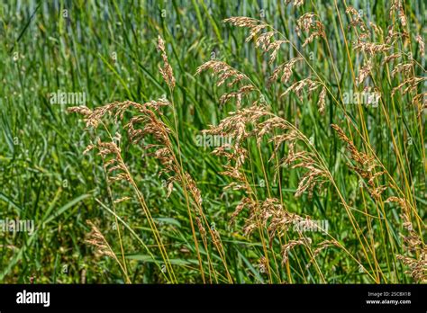 Poa Trivialis Rough Bluegrass Rough Stalked Meadow Grass Or Rough