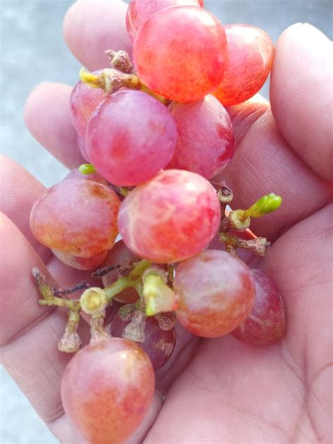 কৃষিগ্রাফটিং ও ছাদবাগান ৪ সিজন লংগান ও তিন ফল চারা গাছ হবে কি কারো কাছে